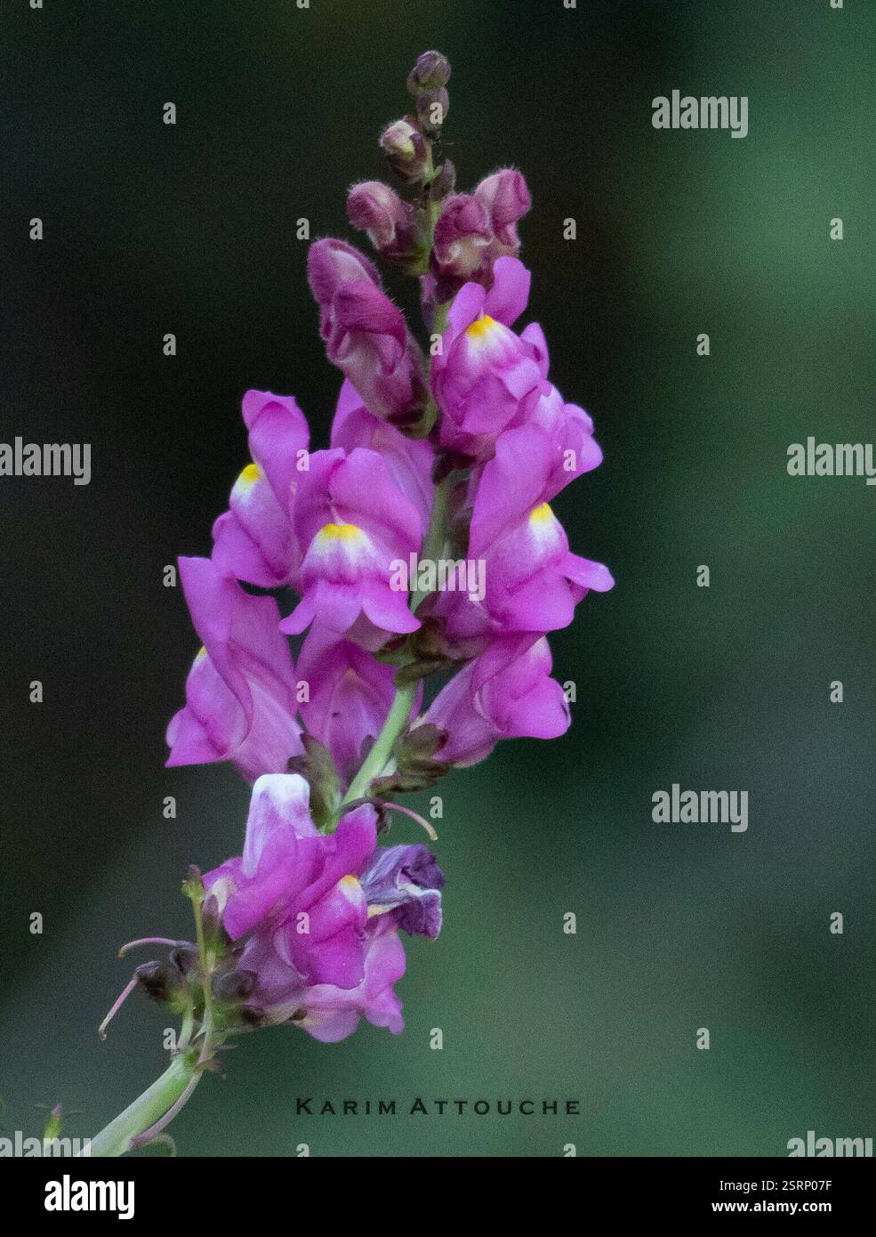 greater snapdragon (Antirrhinum tortuosum), Plantae, El-Hamdania ...