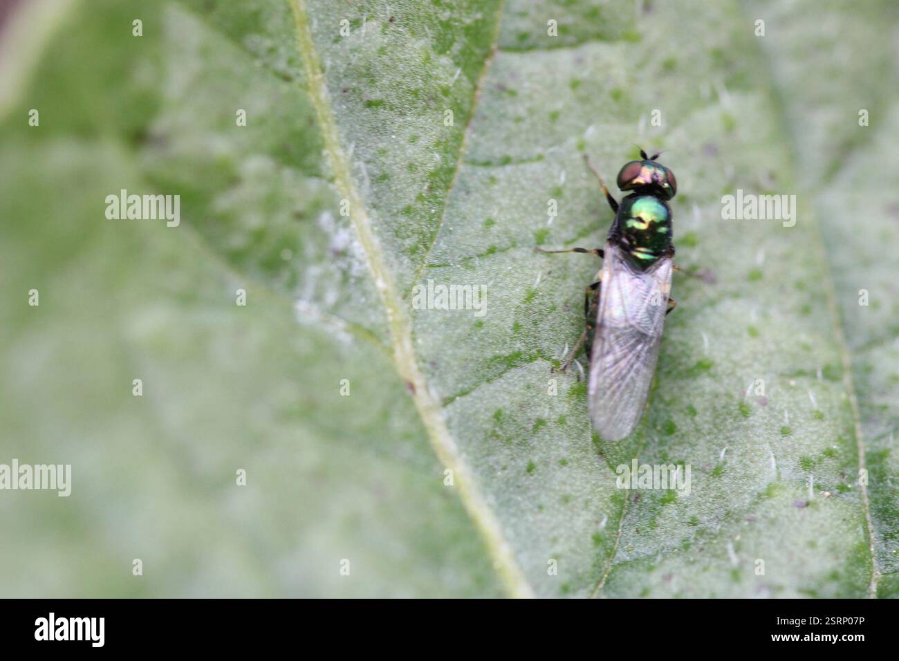 Black-horned Gem Fly (Microchrysa polita), Insecta, La Frette, France ...