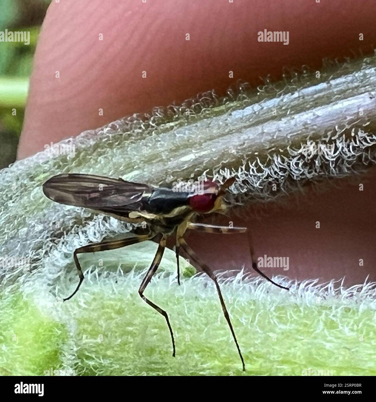 Panama oeste hi-res stock photography and images - Alamy