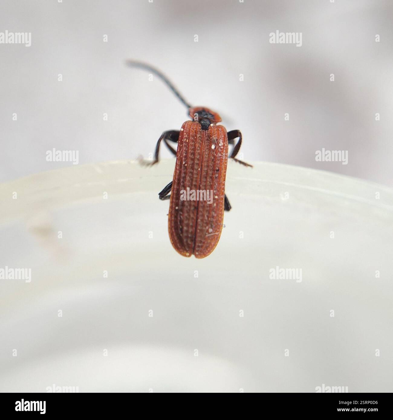 Cosnard's Net-Winged Beetle (Erotides cosnardi), Insecta, Kosanin dol ...