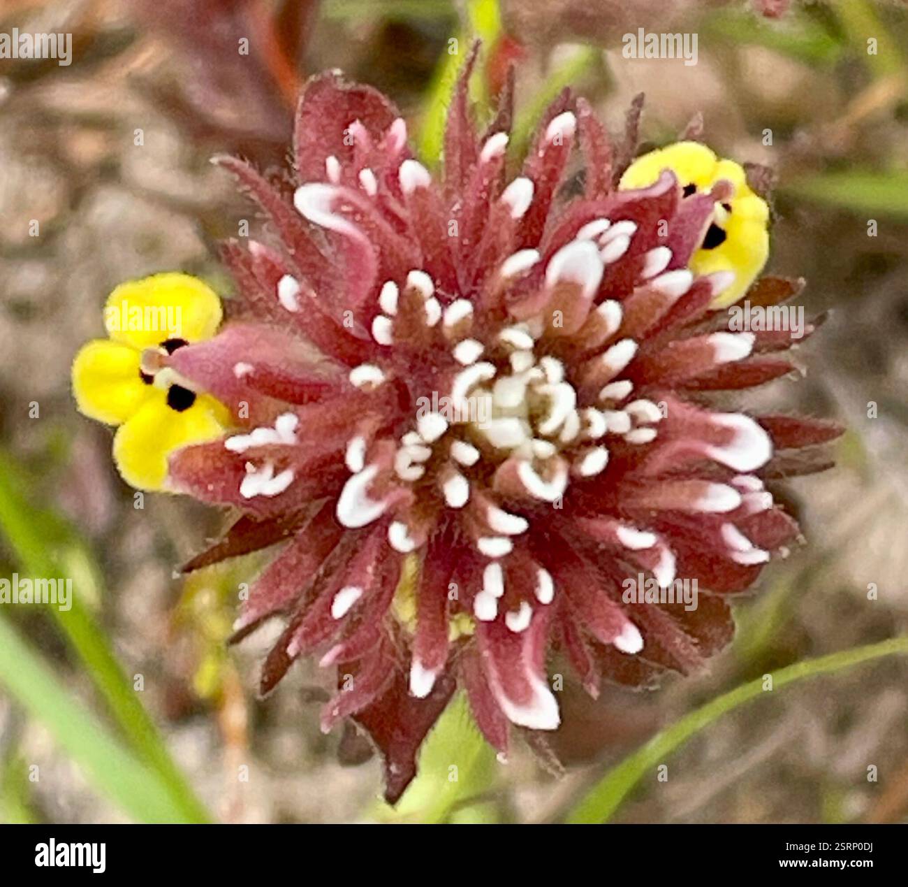 Pink johnny-nip (Castilleja ambigua insalutata), Plantae, Monterey ...