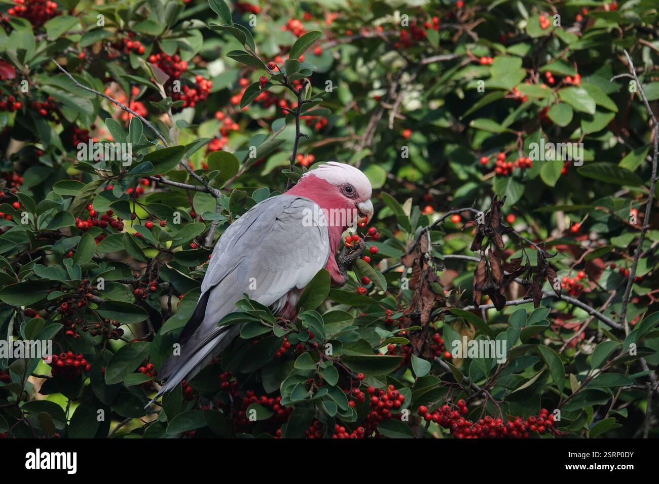 Eastern Galah (Eolophus roseicapilla albiceps), Aves, Heathmont Rd ...