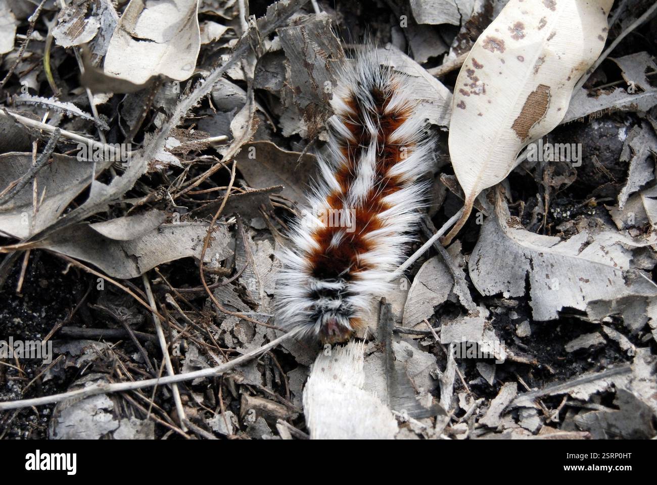 Insects of australia hi-res stock photography and images - Alamy