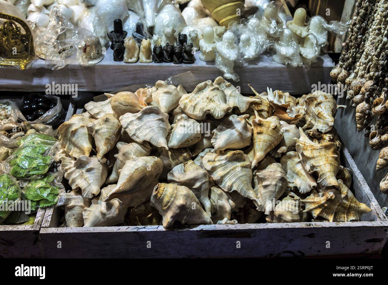 Indian seashells hi-res stock photography and images - Alamy