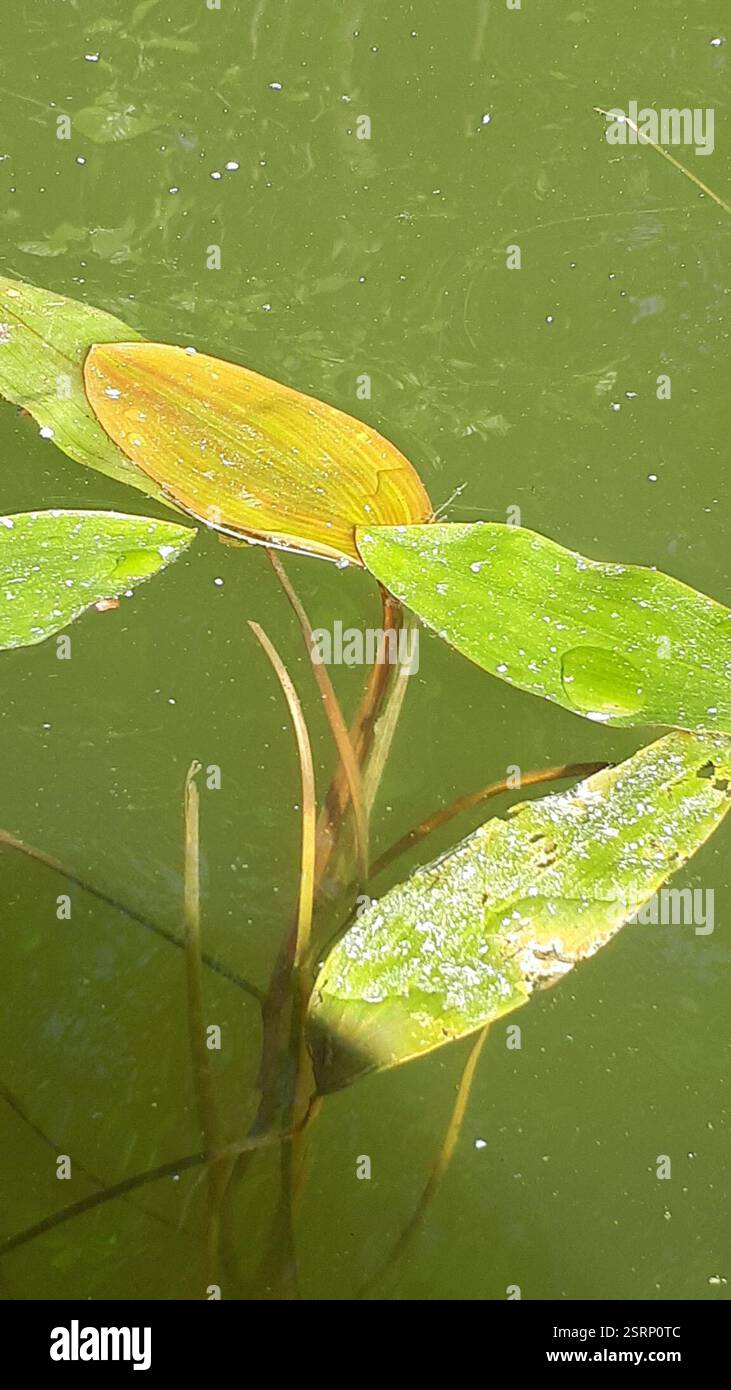 floating-leaved pondweed (Potamogeton natans), Plantae, Mirow ...
