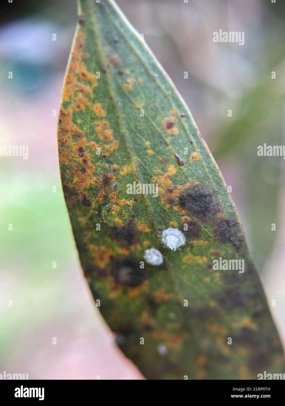 rust fungi (Pucciniales), Fungi, Melbourne VIC, Australia Stock Photo ...
