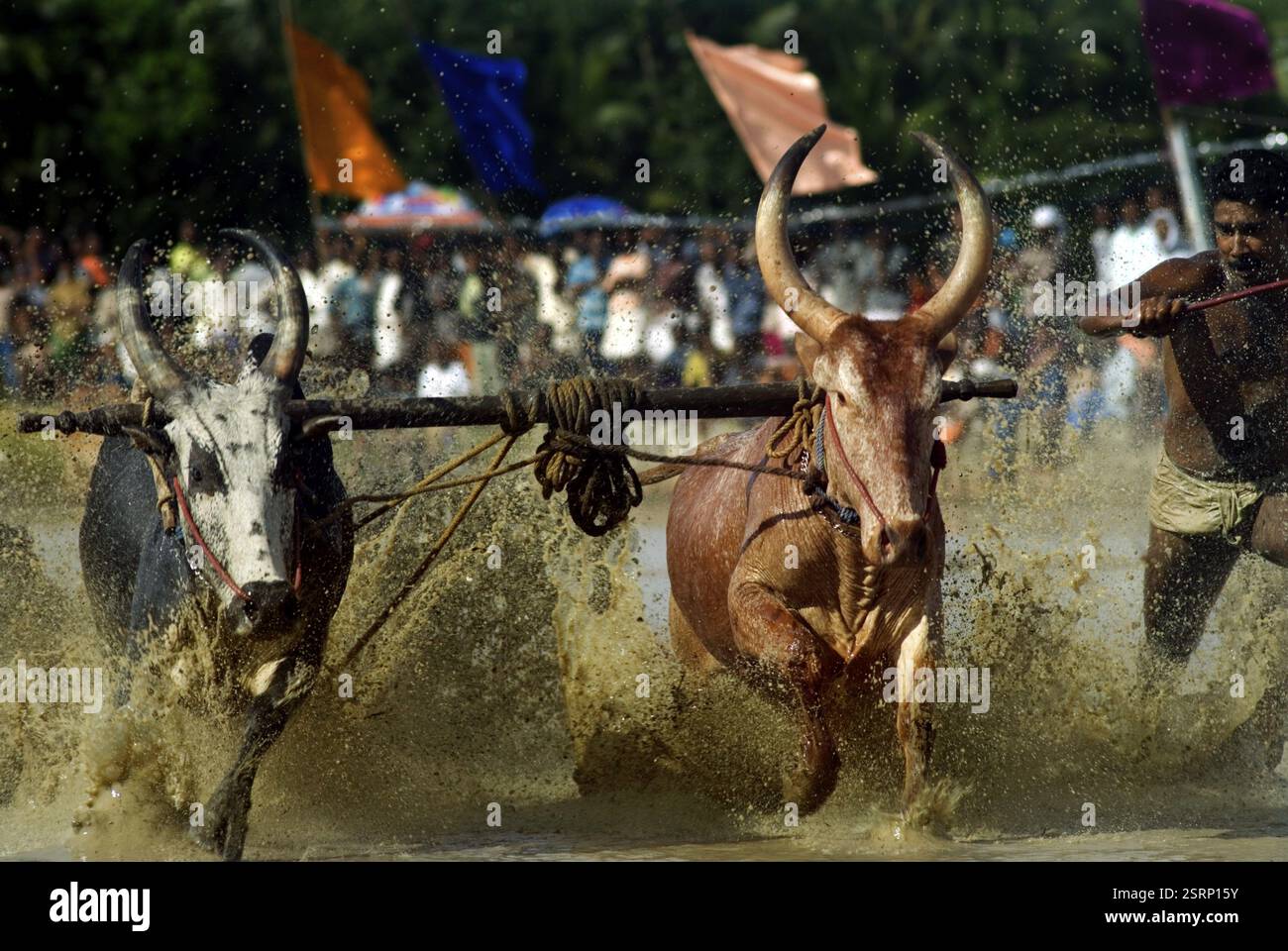 Oxen race in monsoon season well set paddy field & often takes place in ...