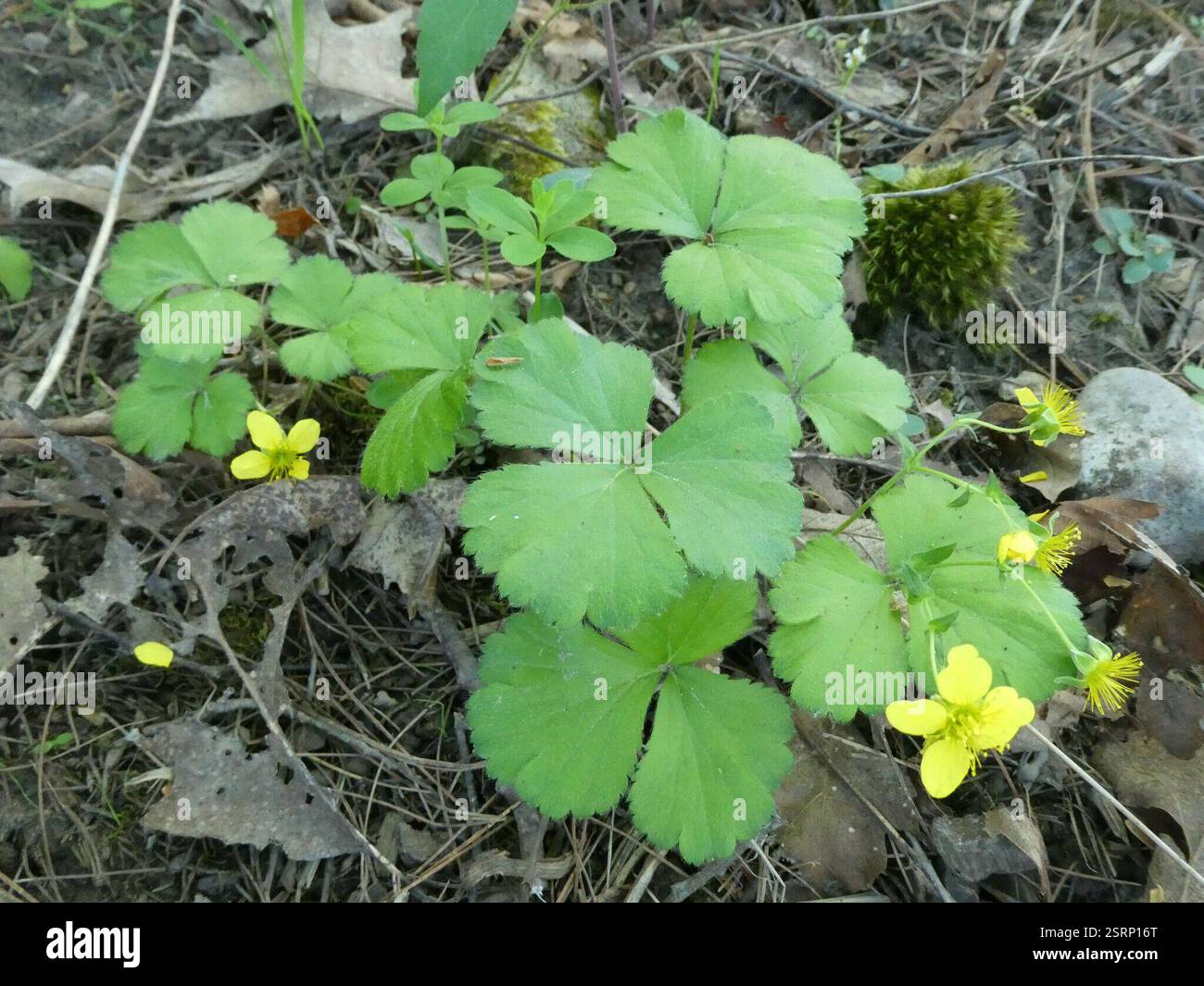 Appalachian barren-strawberry (Waldsteinia fragarioides), Plantae, West ...