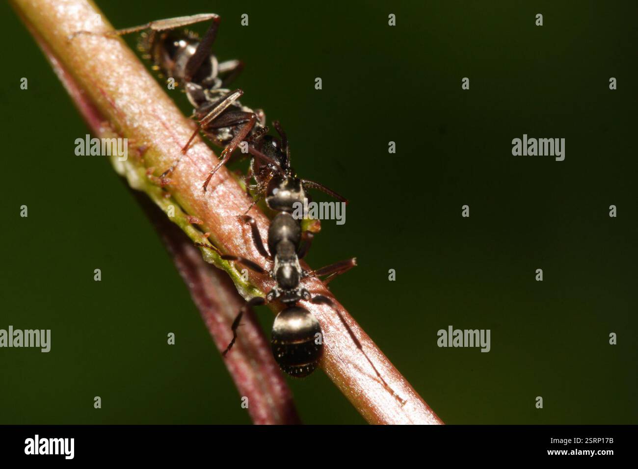 (Formica fusca), Insecta, Darmstadt, Deutschland, on Prunus avium ...