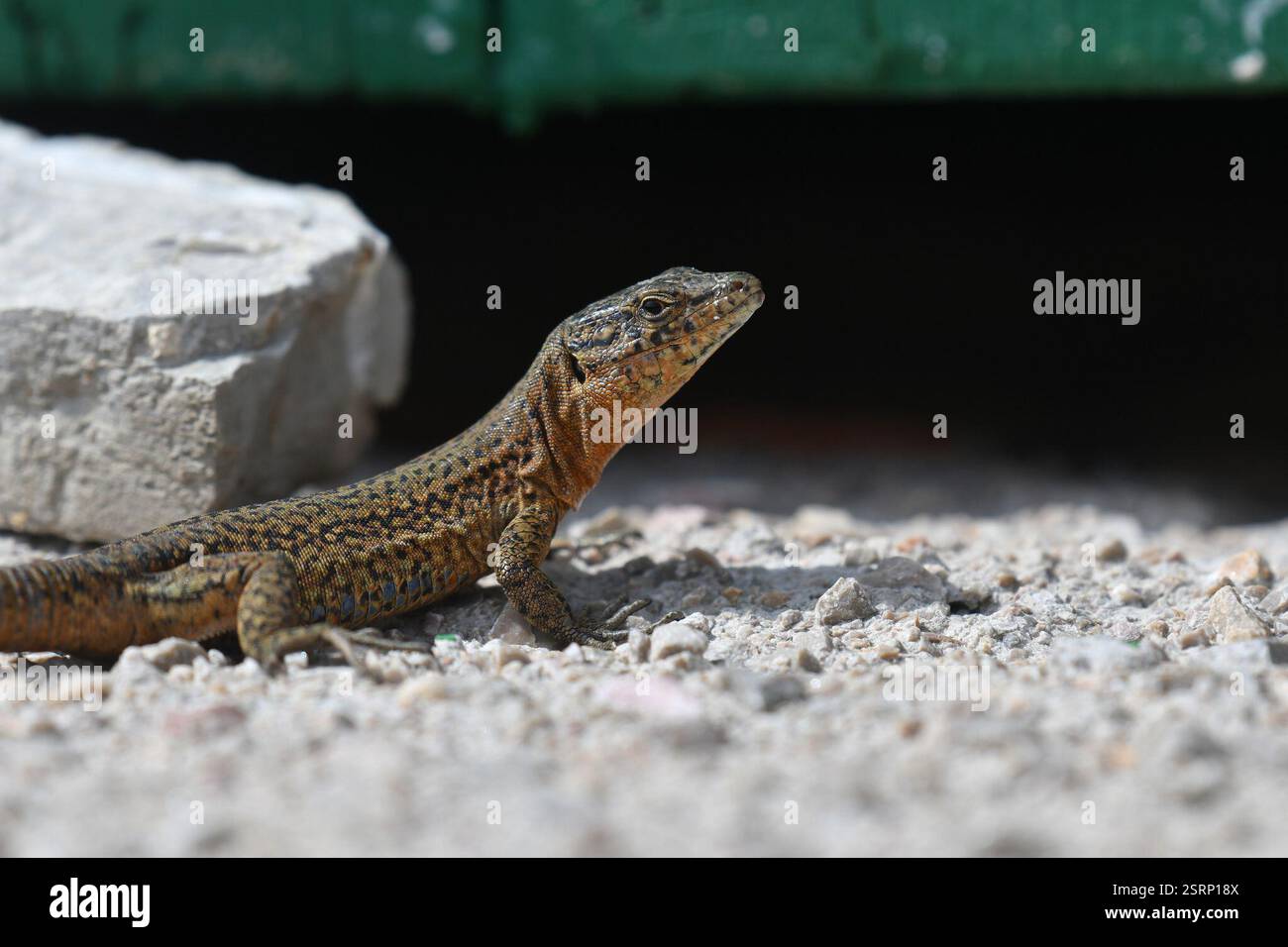 Lilfords wall lizard podarcis lilfordi hi-res stock photography and ...