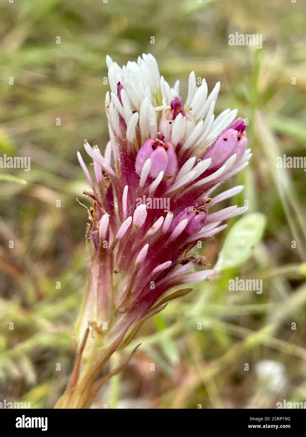 Prominent clover hi-res stock photography and images - Alamy