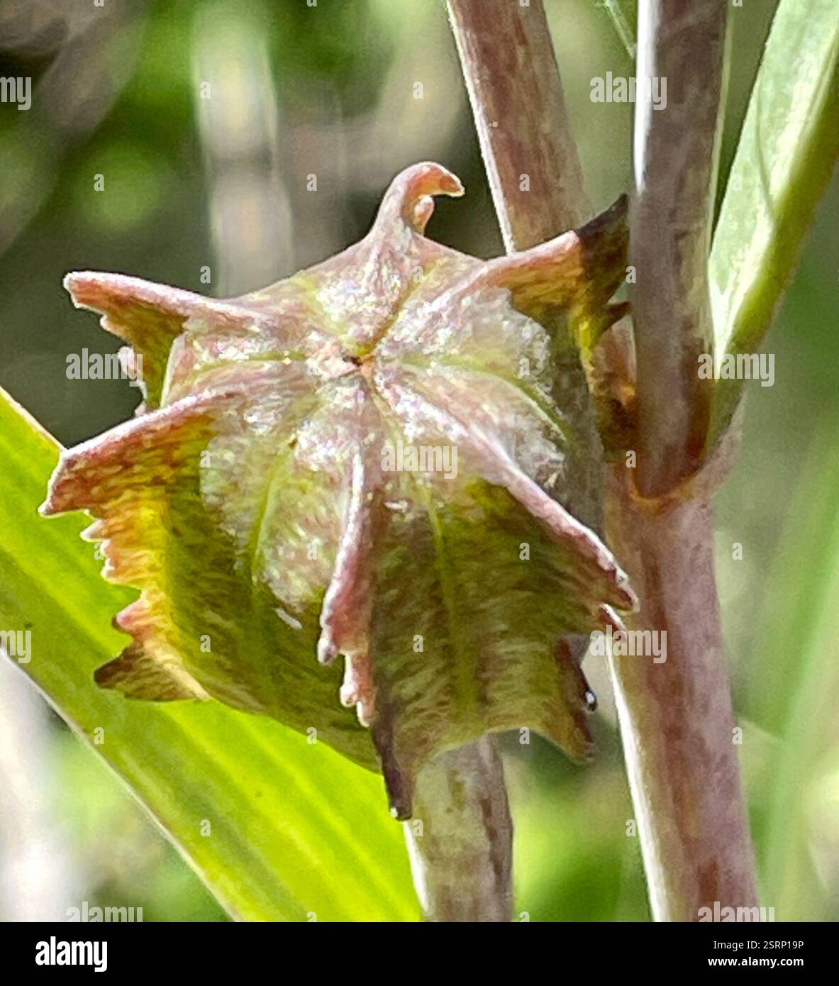 checker lily (Fritillaria affinis), Plantae, Fort Ord National Monument ...