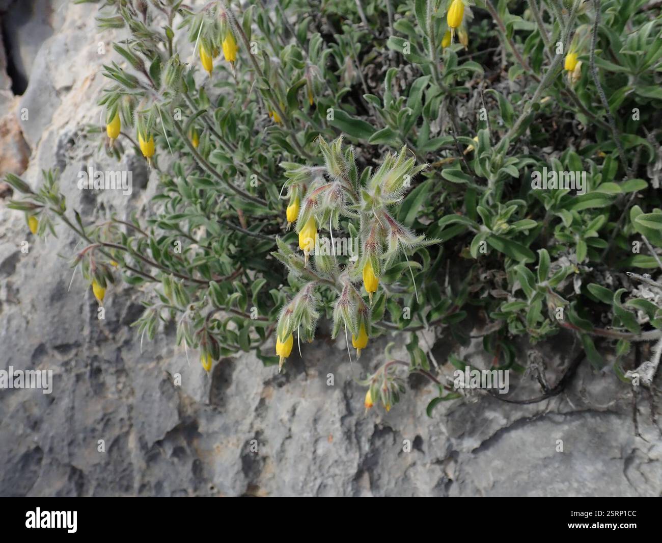 Onosma (Onosma), Plantae, İztuzu Plajı, Ortaca, Muğla, TR Stock Photo ...
