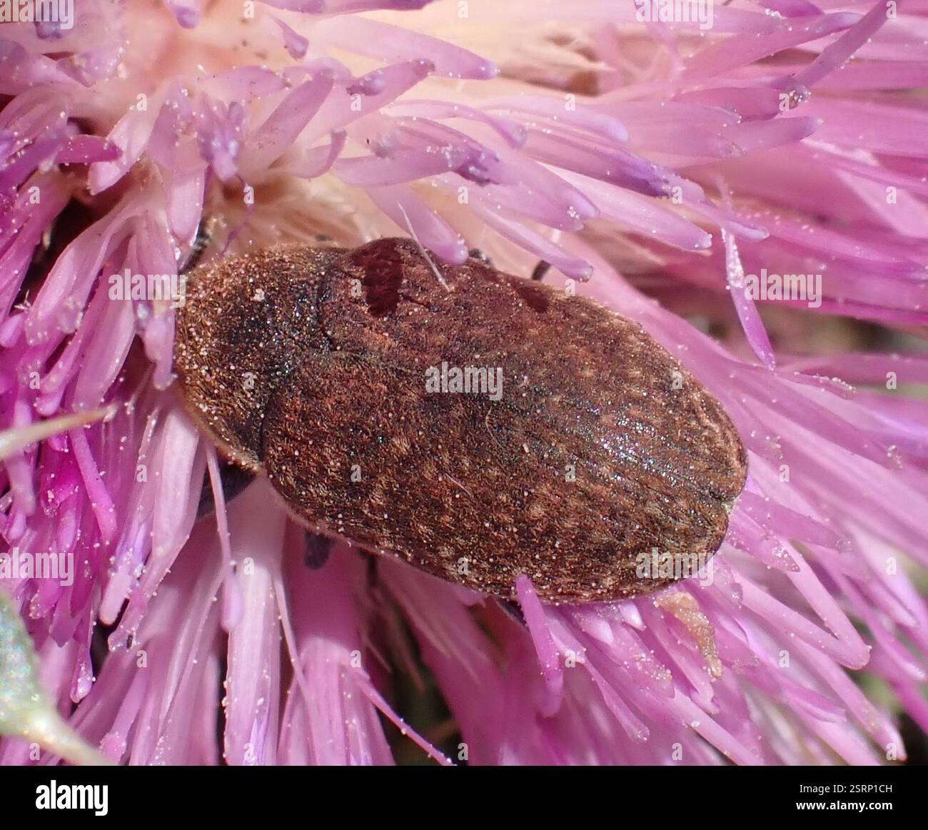 (Larinus), Insecta, RN9, Zerkten, Marrakesh-Safi, MA Stock Photo - Alamy