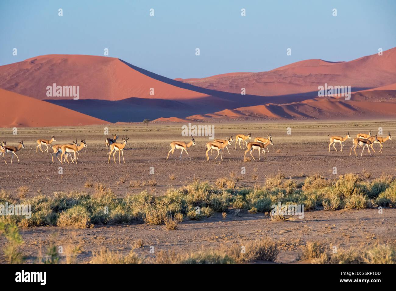 Springbok at Red Sand Dunes of Sossusvlei in Namibia, Africa Stock ...