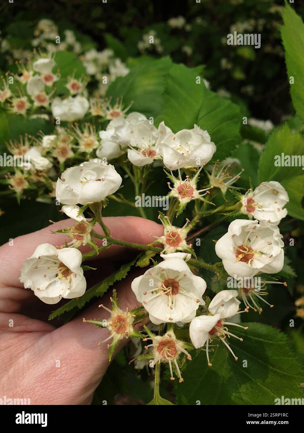 Pennsylvania Hawthorn (Crataegus pennsylvanica), Plantae, Mountview ...