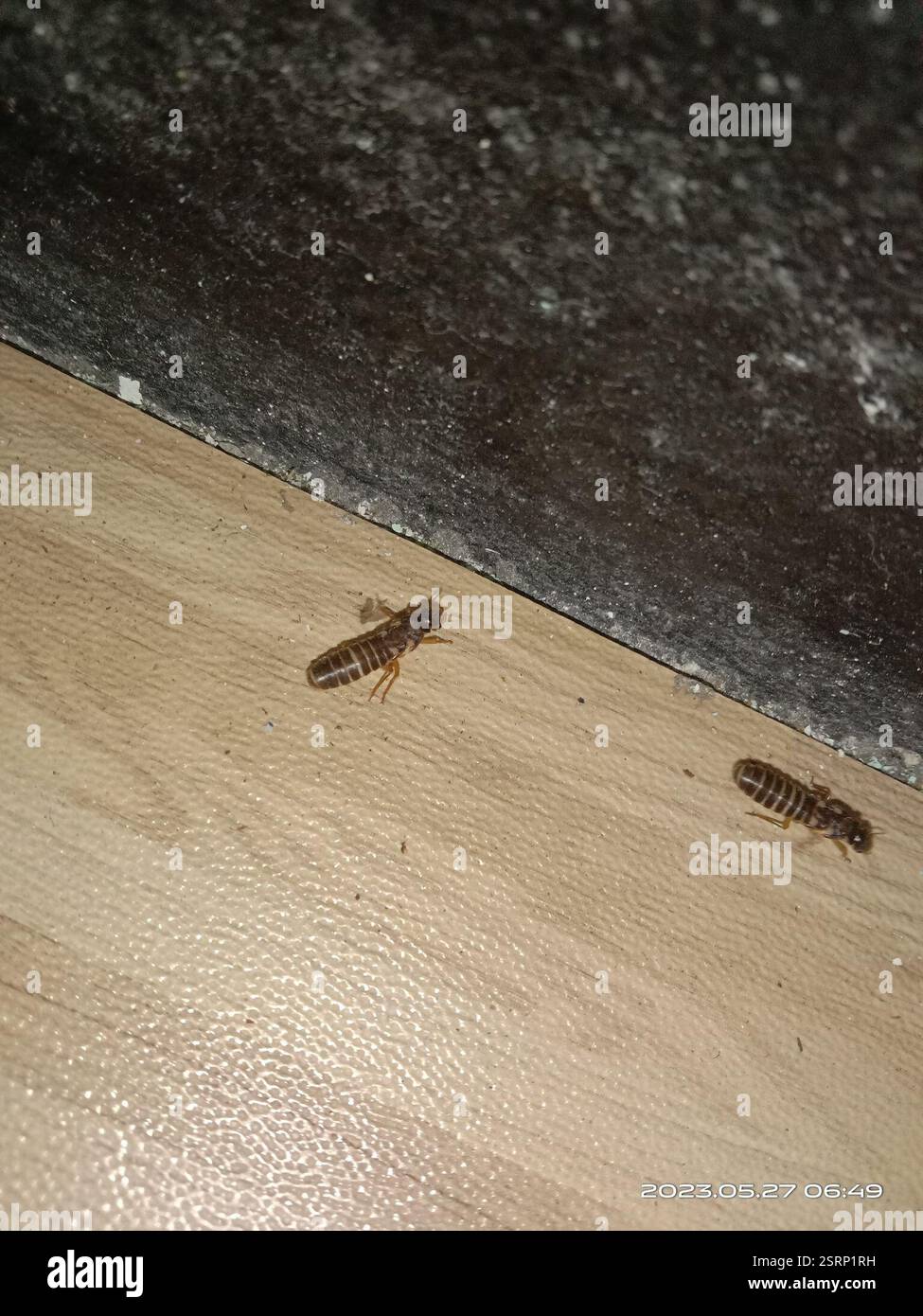 Black-winged Subterranean Termite (Odontotermes formosanus), Insecta ...