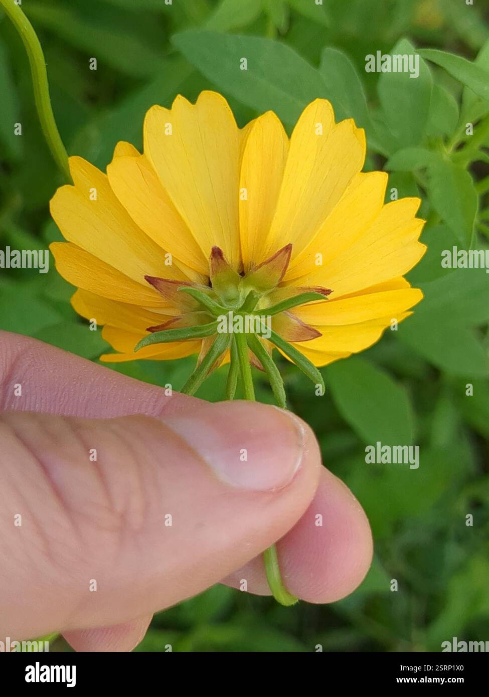 Golden wave tickseed hi-res stock photography and images - Alamy