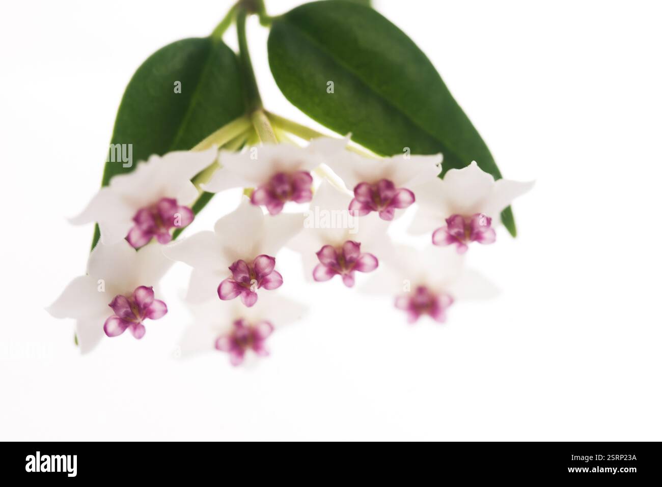 Beautiful hoya flowers isolated on white background Stock Photo - Alamy