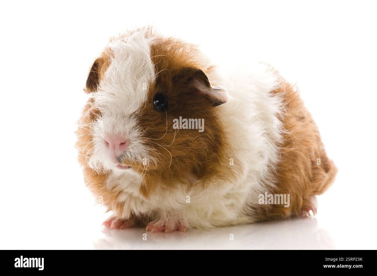 Baby guinea pig. texel. isolated on the white, poland Stock Photo - Alamy