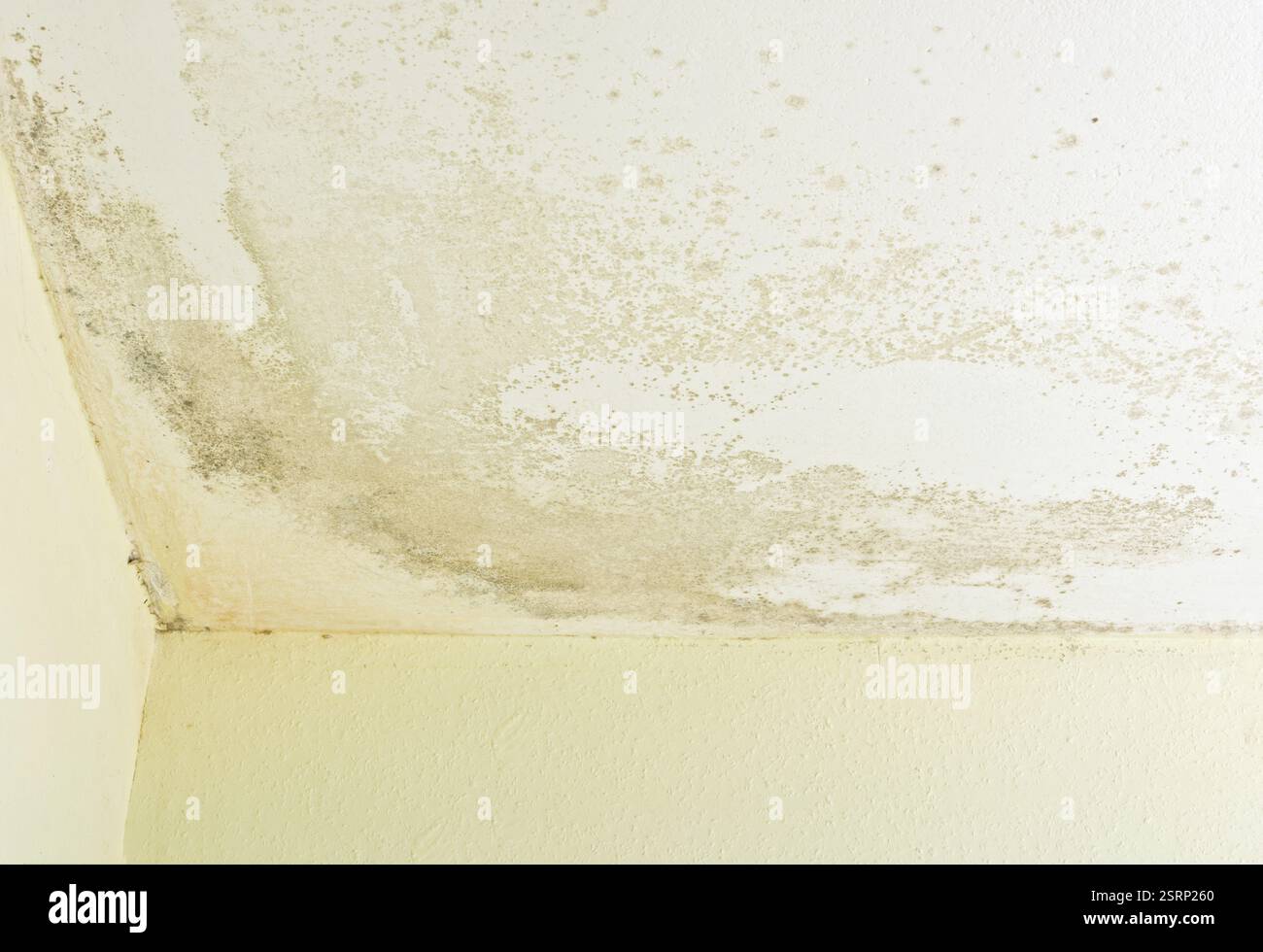 Wall cover with mould Stock Photo - Alamy