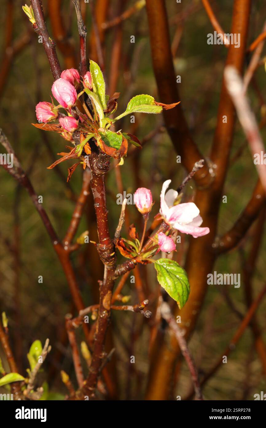 apple (Malus domestica), Plantae, Crosby Coastal Park, Marine Crescent ...