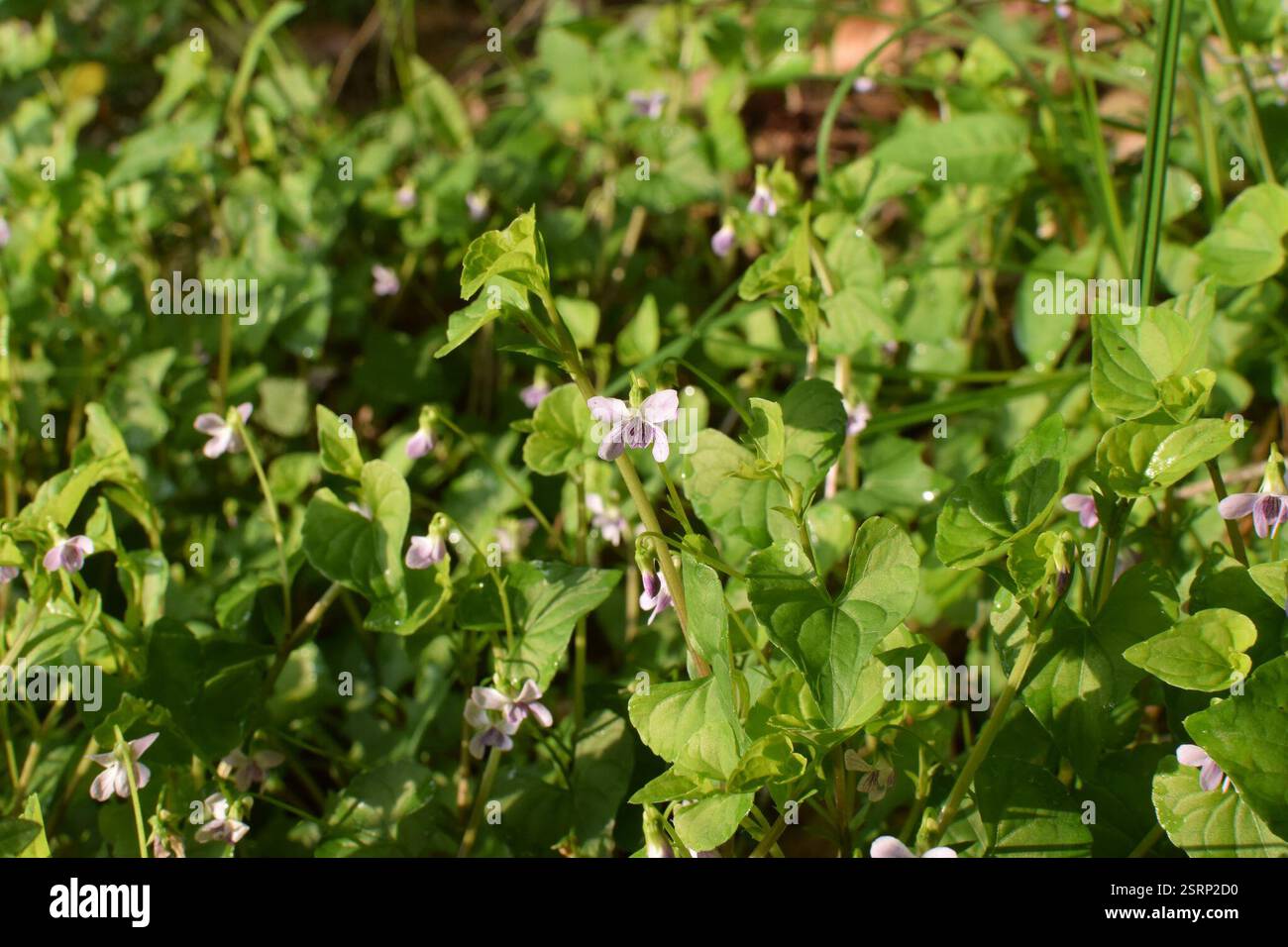 Viola arcuata hi-res stock photography and images - Alamy