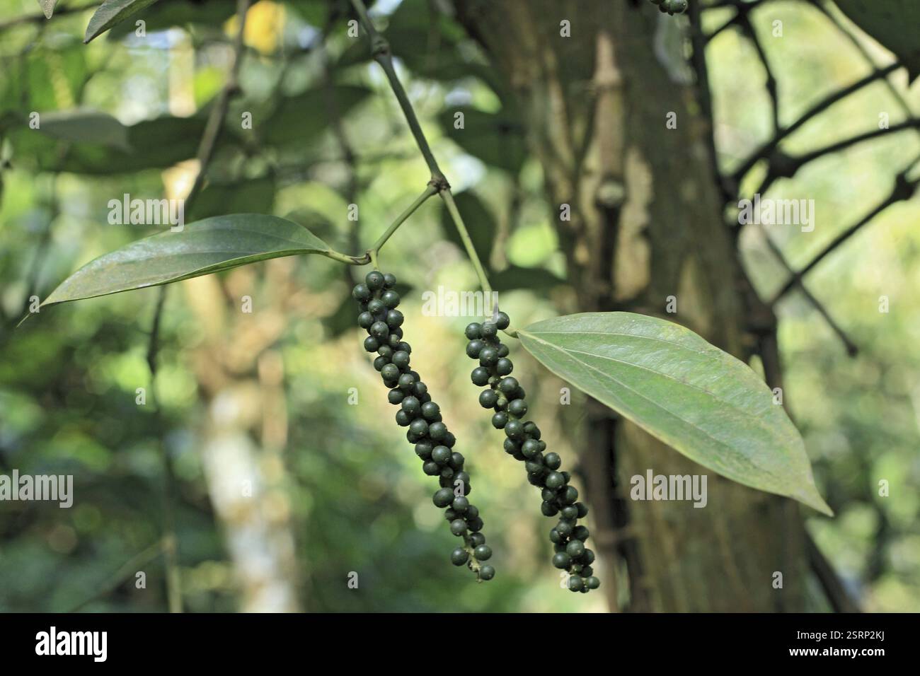 Kerala black pepper hi-res stock photography and images - Alamy