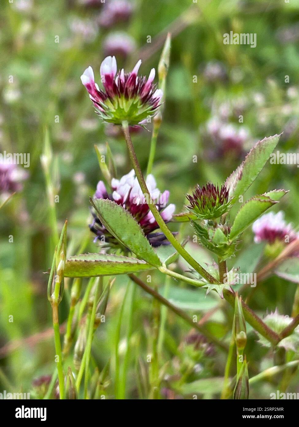 T variegatum hi-res stock photography and images - Alamy