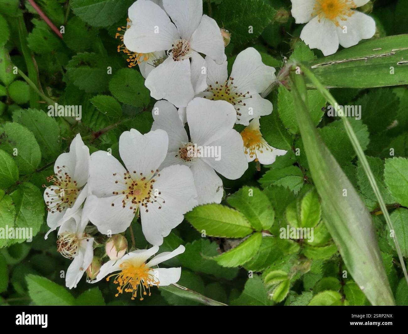 multiflora rose (Rosa multiflora), Plantae, College Park, MD, USA Stock ...