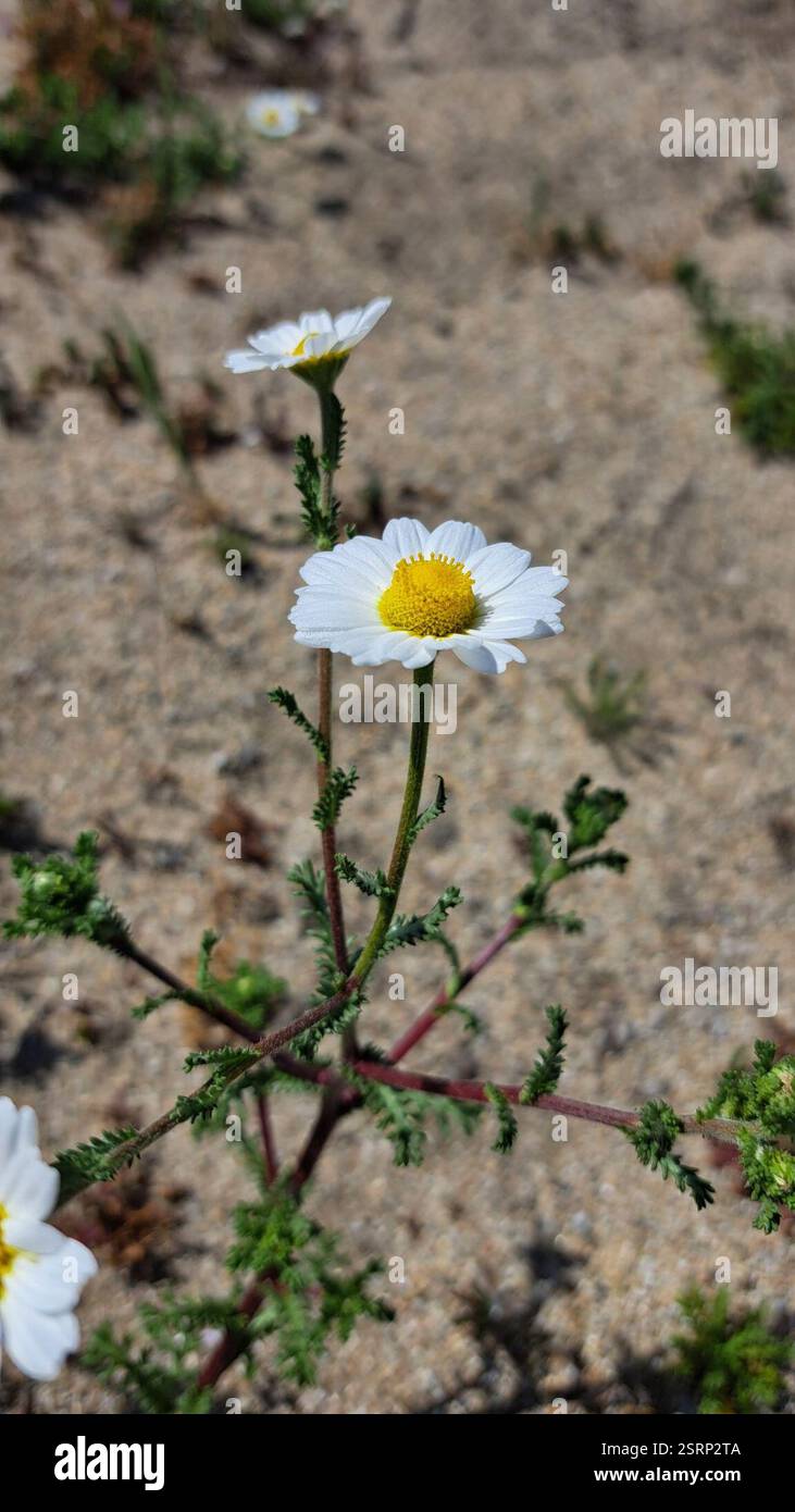 Sea Chamomile (Anthemis maritima), Plantae, Centre ensemble ostreicole ...