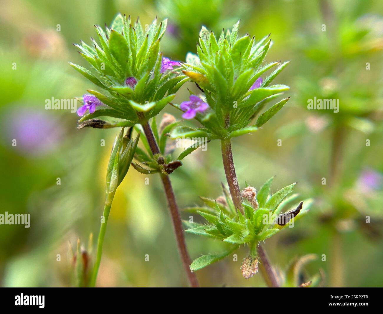 thyme-leaved pogogyne (Pogogyne serpylloides), Plantae, Montaña de Oro ...