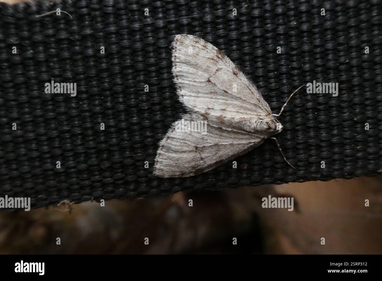 Early Tooth-striped (Trichopteryx carpinata), Insecta, South Heale ...