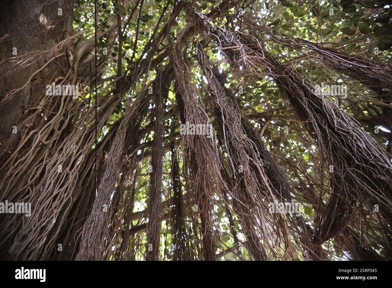Banyan tree india asia hi-res stock photography and images - Alamy
