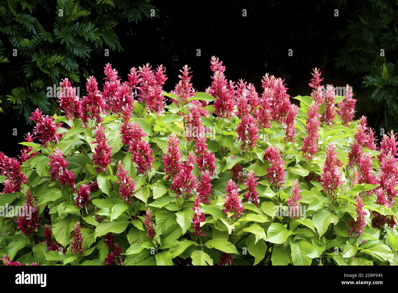 Lalbagh Garden in Bangalore at Karnataka India Asia Stock Photo - Alamy