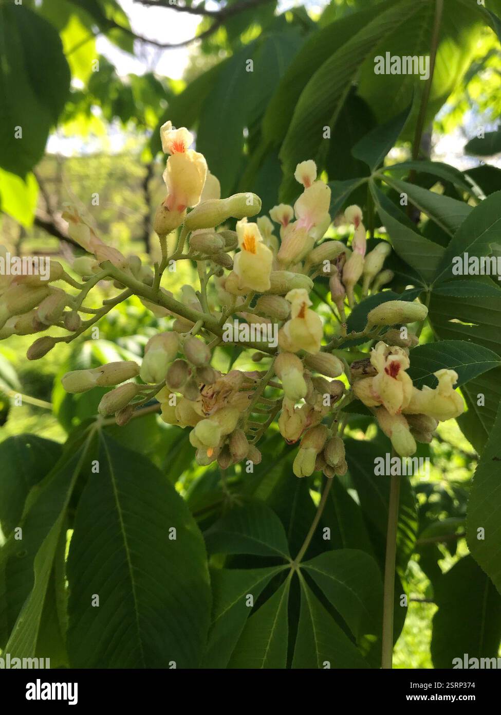 yellow buckeye (Aesculus flava), Plantae, Torrey C Brown Rail Trail ...
