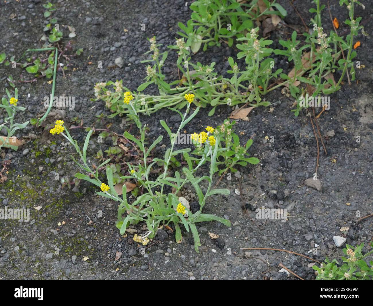 Cotton Weed (Pseudognaphalium affine), Plantae, 台灣台北 Stock Photo - Alamy