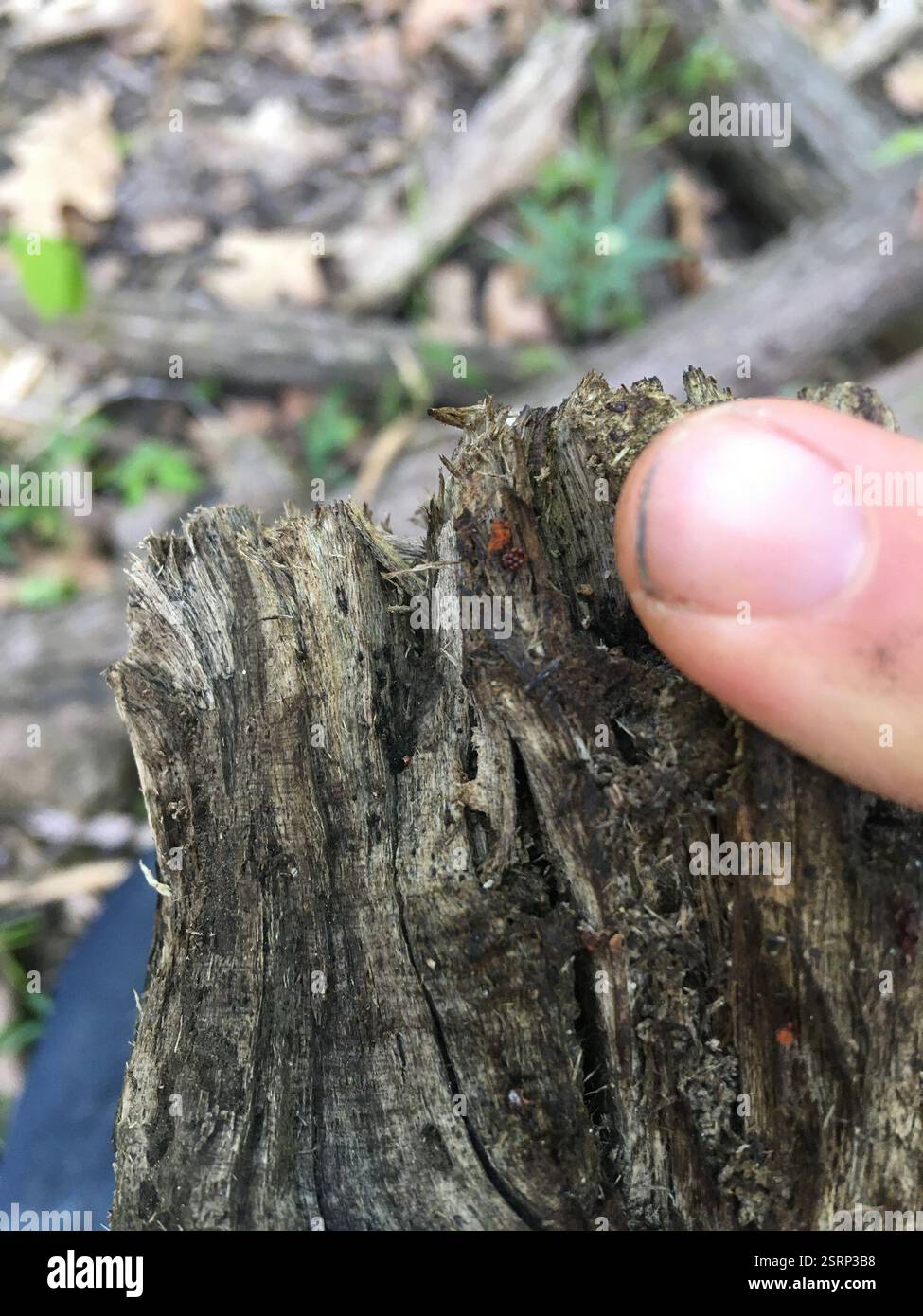 Wasp's Nest Slime Mold (Metatrichia vesparia), Protozoa, E Kerr Ave ...