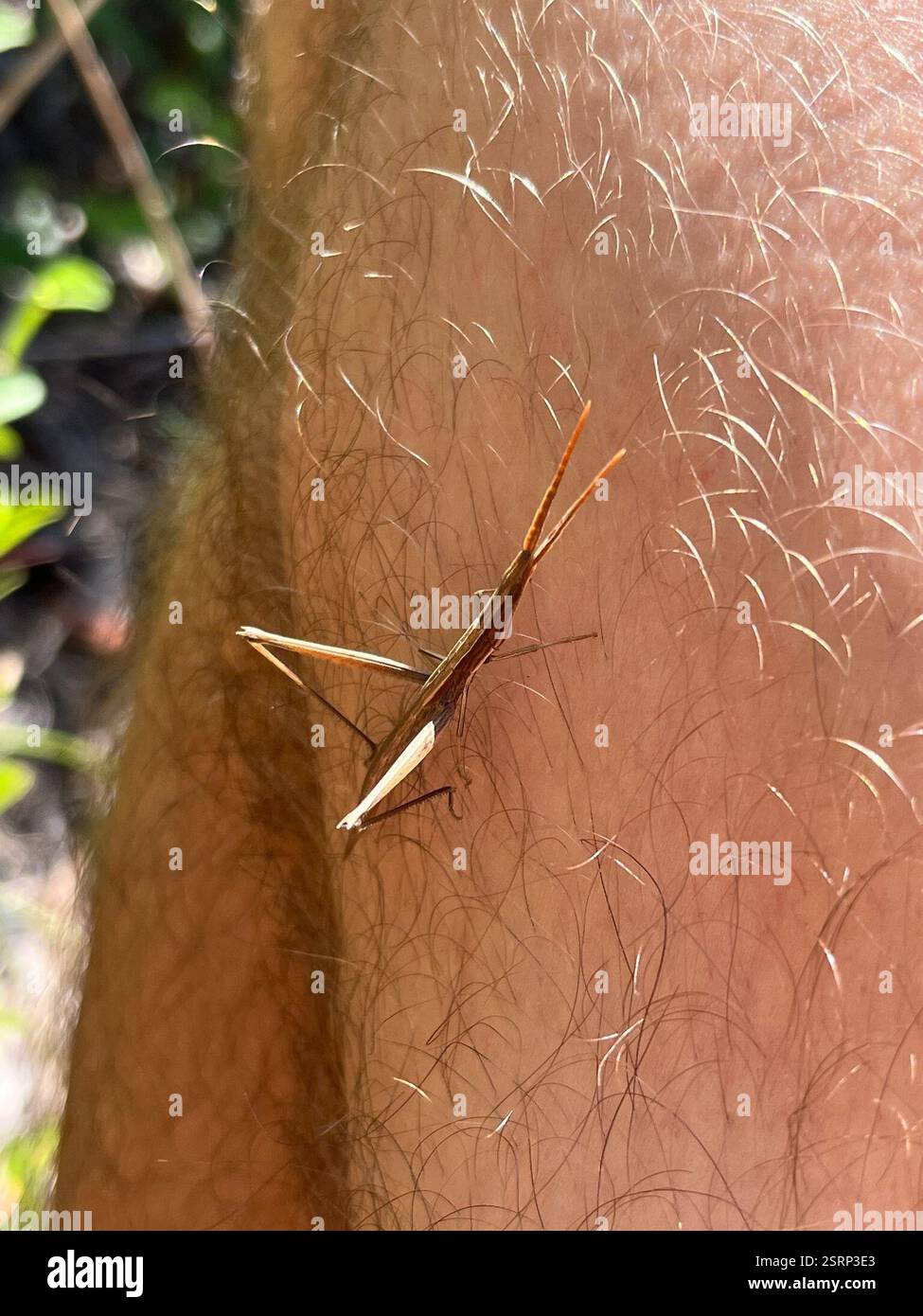 Long-headed Toothpick Grasshopper (Achurum carinatum), Insecta, Florida ...