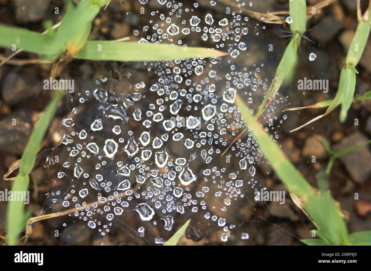 Spiders of india hi-res stock photography and images - Alamy