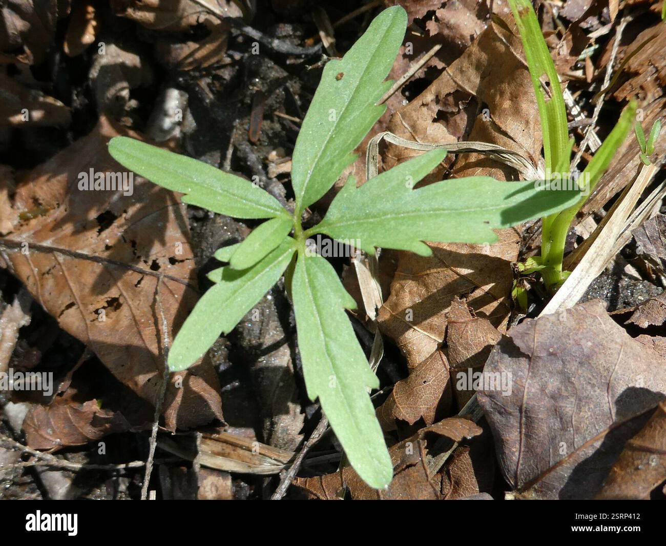 cut-leaved toothwort (Cardamine concatenata), Plantae, Fayston, VT, USA ...