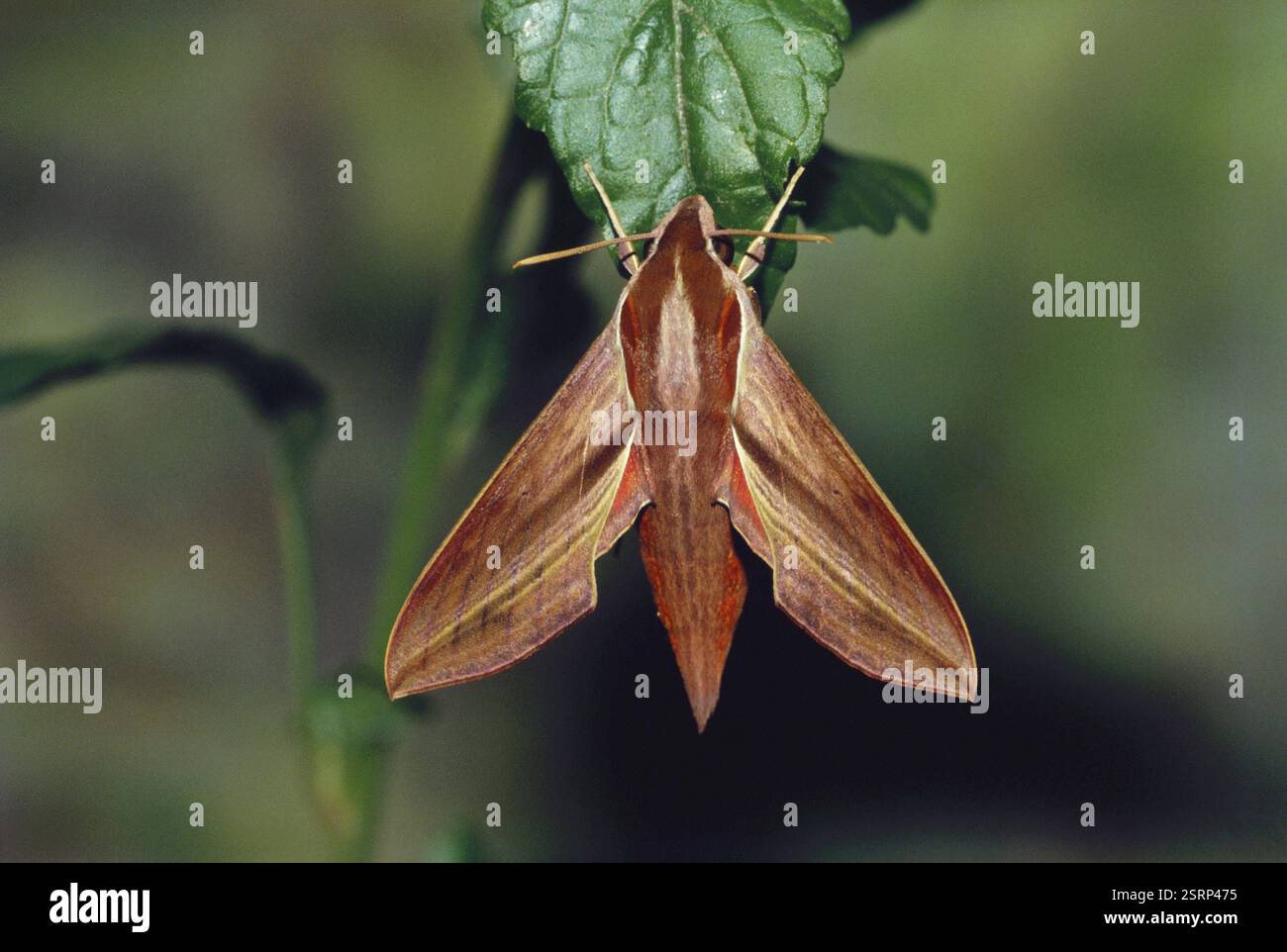 Indian insects hi-res stock photography and images - Alamy