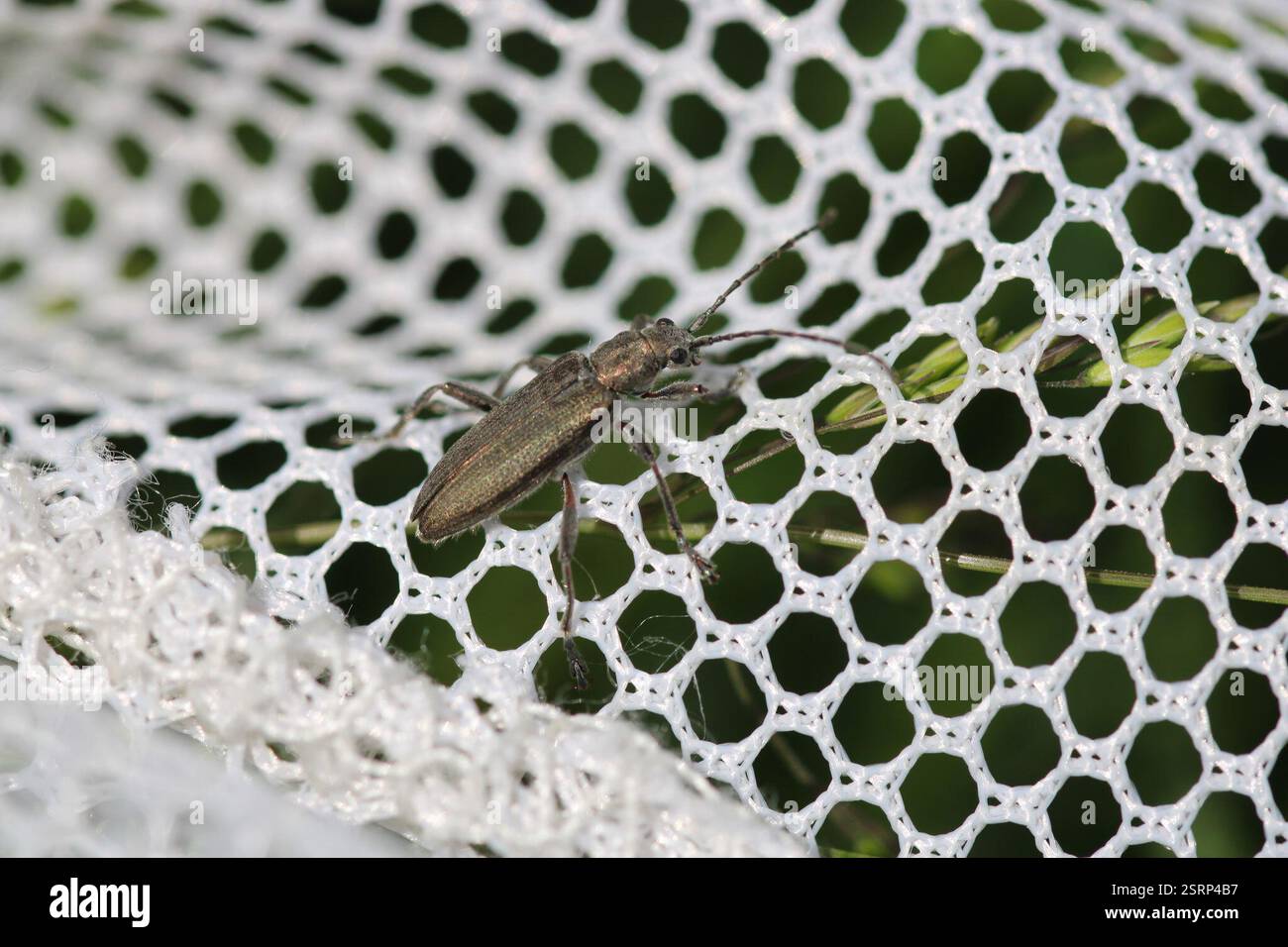 True reed beetles (Donacocia), Insecta, 38260 Faramans, France Stock ...