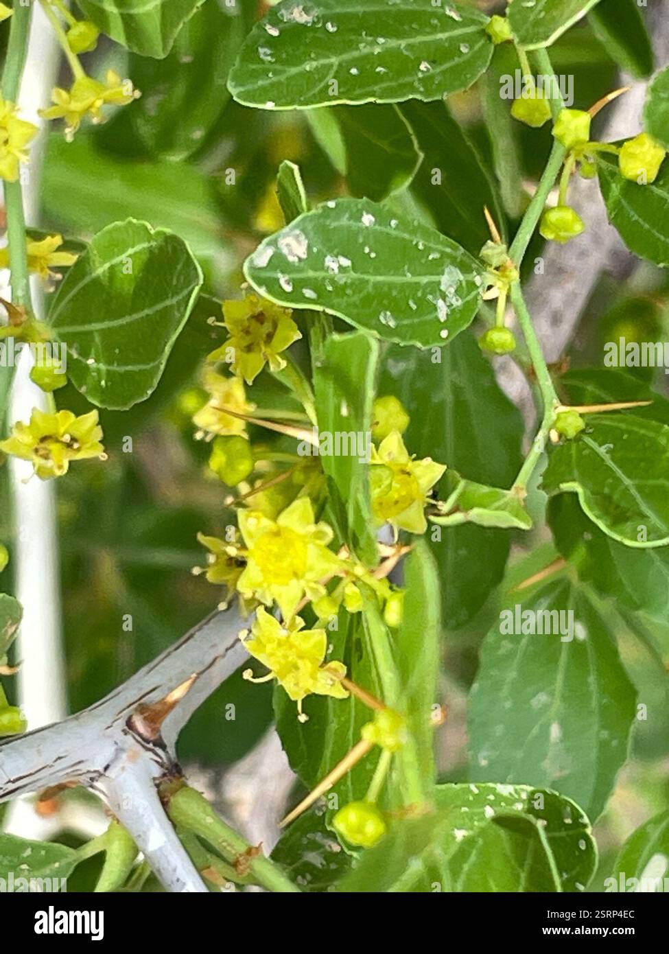 Ziziphus lotus (ziziphus lotus) hi-res stock photography and images - Alamy
