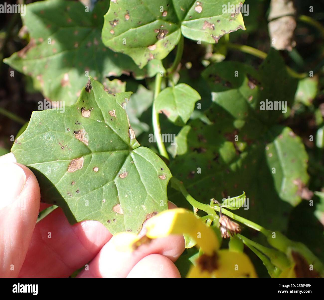Canary creeper (Senecio tamoides), Plantae, Cathkin Park, South Africa ...