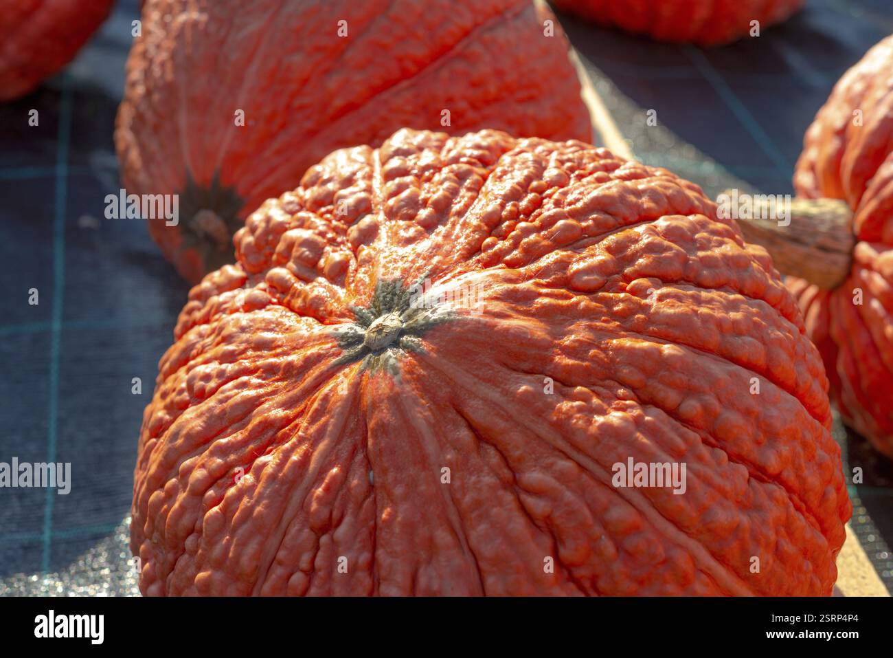 Indian pumpkin hi-res stock photography and images - Alamy