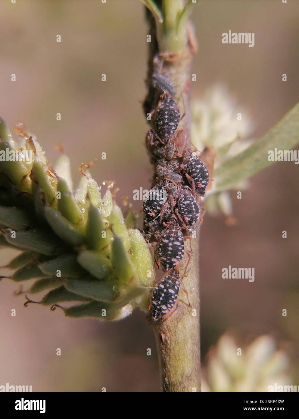 Black willow bark aphid (Pterocomma salicis), Insecta, Россия Stock ...