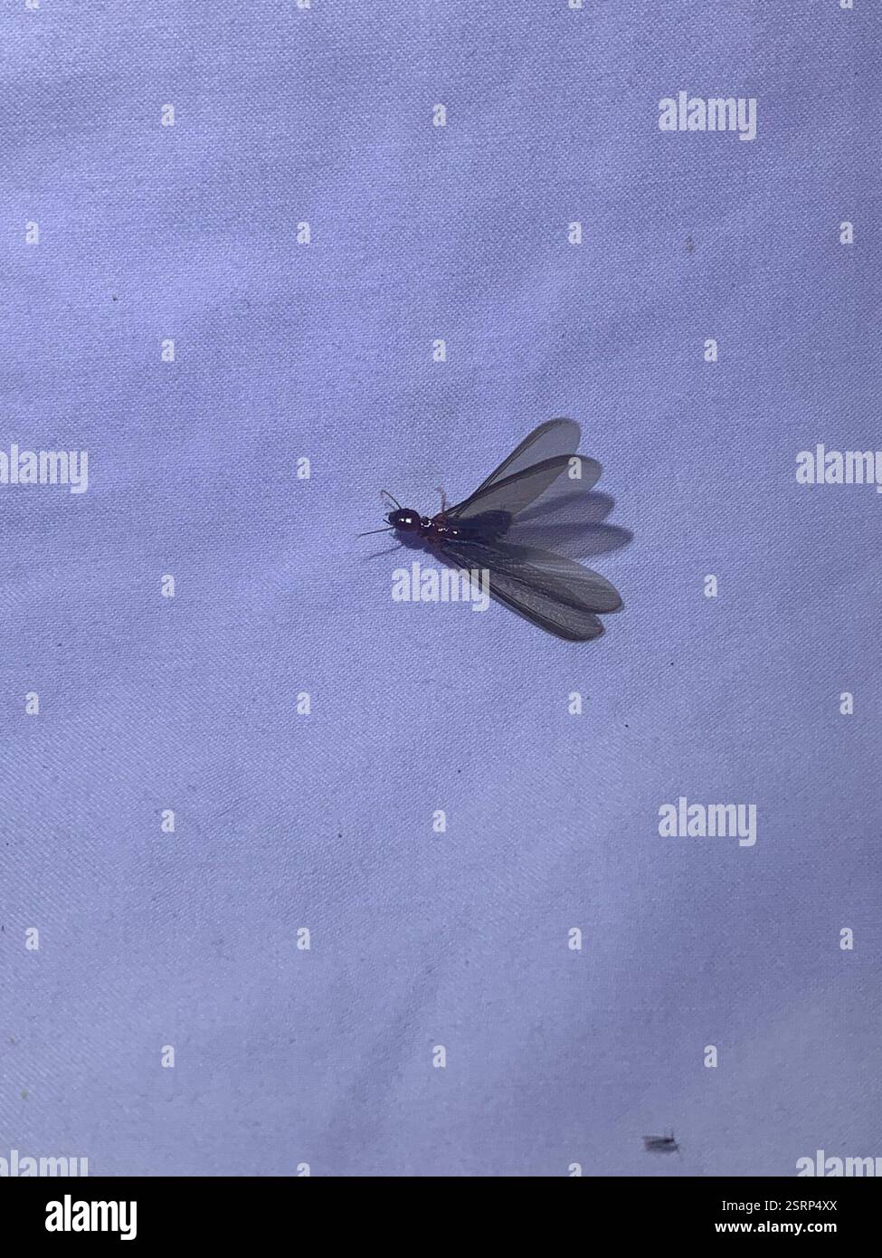 Nevada Dampwood Termite (Zootermopsis nevadensis), Insecta, California ...