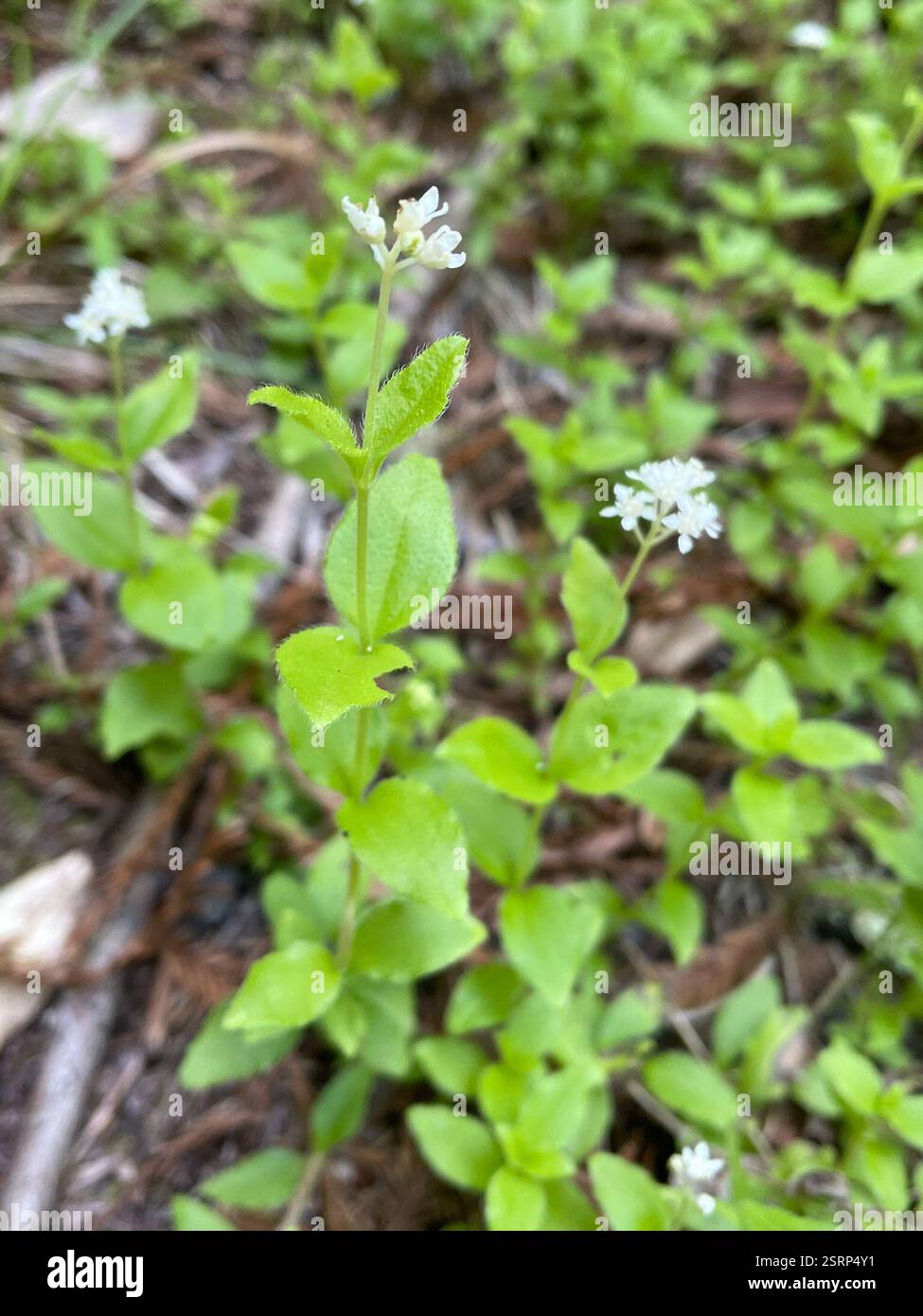 modesty (Whipplea modesta), Plantae, Byrne-Milliron Forest, Watsonville ...
