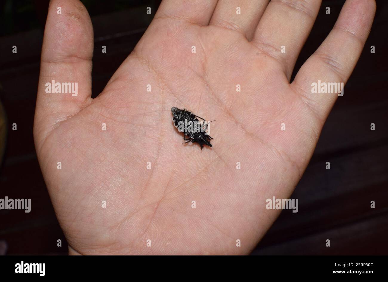 Japanese Assassin Bug (Agriosphodrus dohrni), Insecta, Guiyang, CN-GZ ...